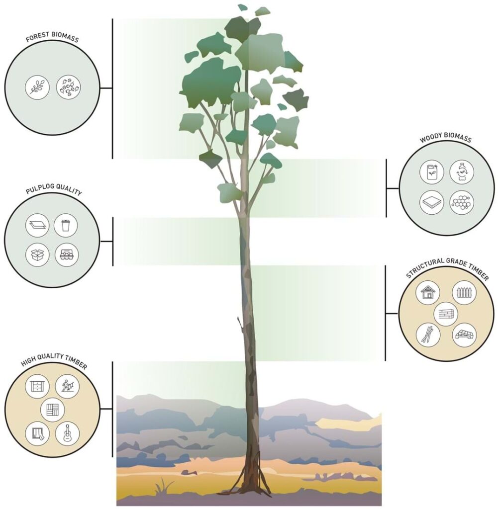 Australian forestry: using the whole tree | ASH