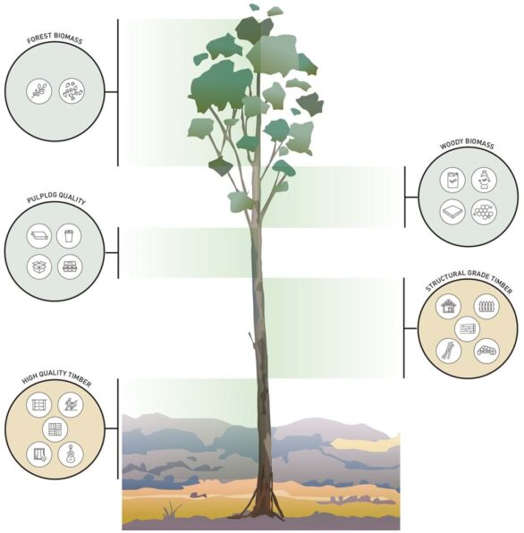 Australian forestry: using the whole tree | ASH